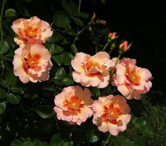 Eyeconic Pink Lemonade - Roosiistikud ja lõikeroosid | Põltsamaa Roosiaed