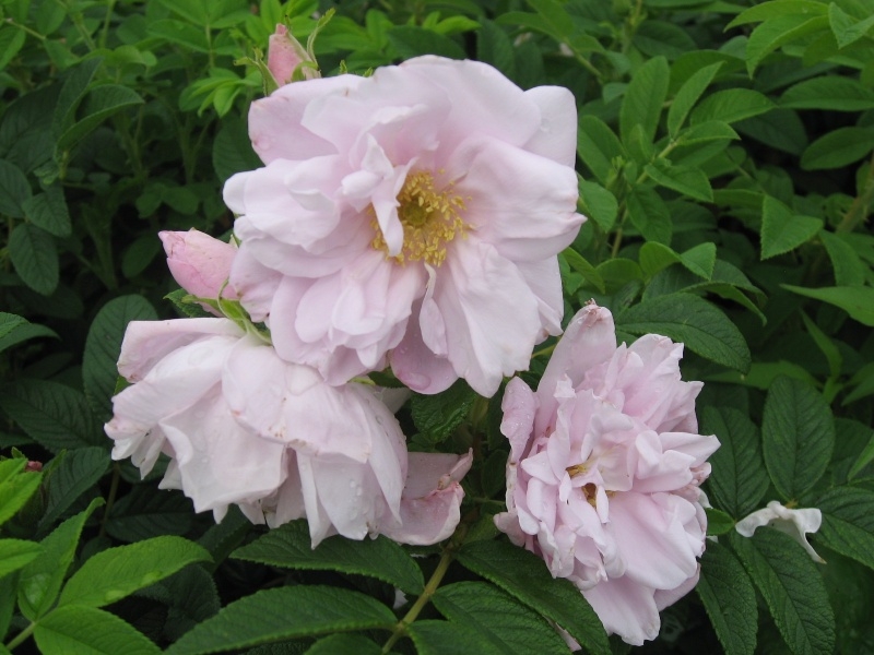 Snow Pavement/Schneekoppe, HRg - Roosiistikud ja lõikeroosid ...