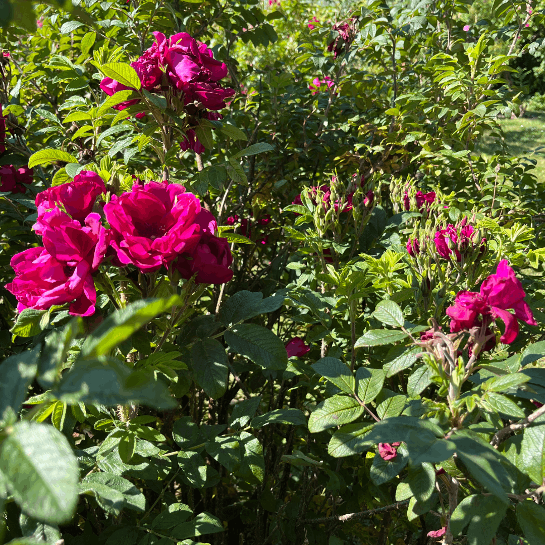 Põltsamaa Roosiaed – roosid, mis õitsevad Eesti kliimas