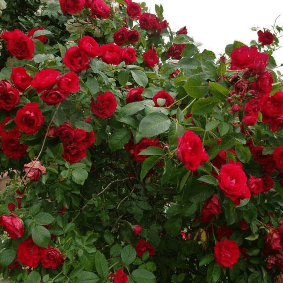 Põltsamaa Roosiaed – roosid, mis õitsevad Eesti kliimas